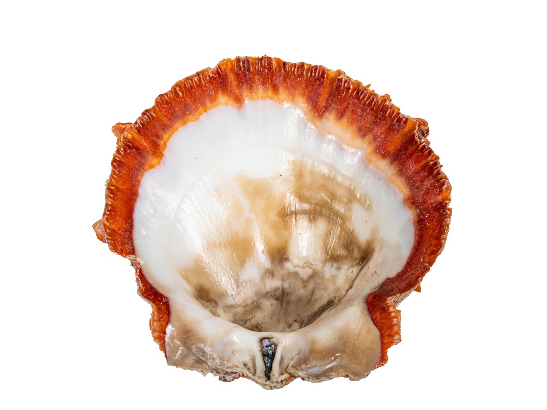 Red Orange Spiny Oyster Shell – First Quality (1086-41-G6335) Y1X - Etsy