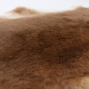 Rex Rabbit Skin: Natural Brown and White orange - Etsy