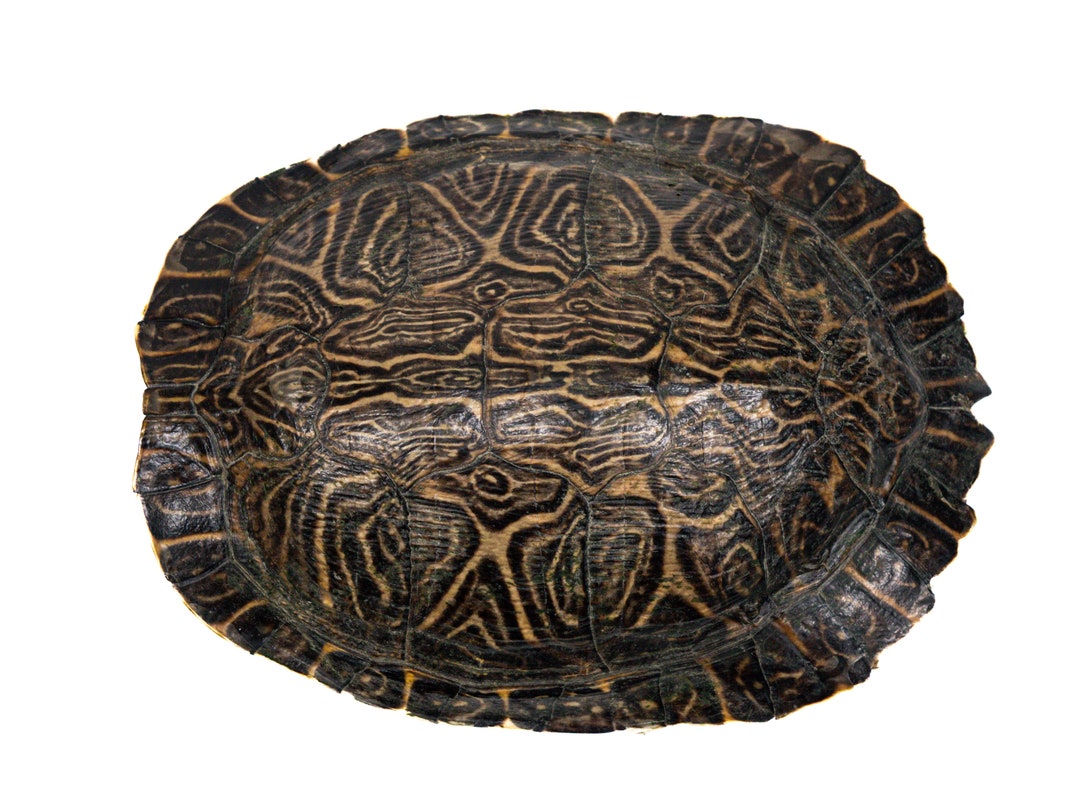 8 to 9 River Cooter Turtle Shell 1077-0809 10UBS - Etsy
