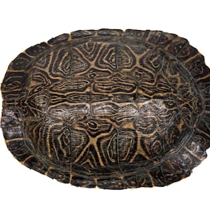 8" to 9" River Cooter Turtle Shell (1077-0809) Y3K - Etsy