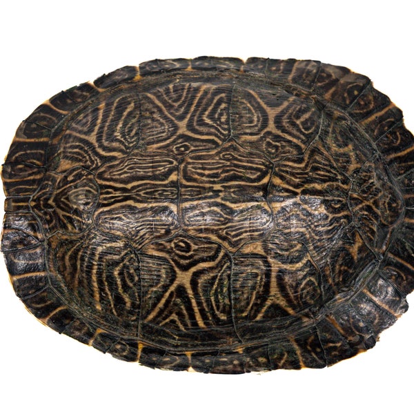 Turtle Shell - Etsy