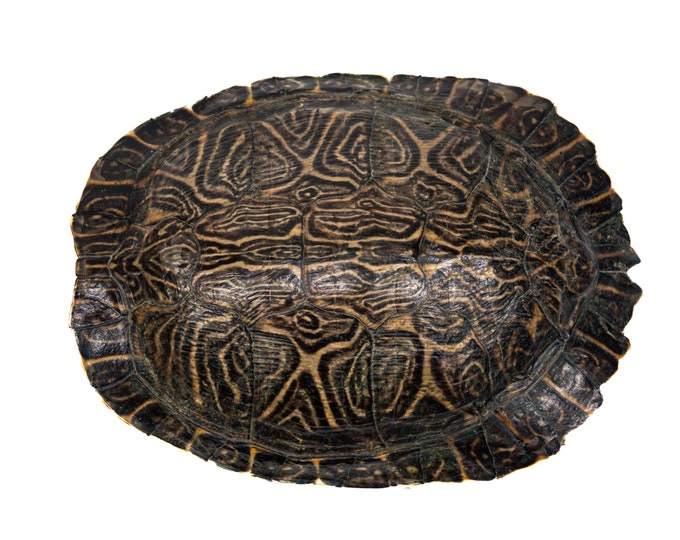 8 to 9 River Cooter Turtle Shell 1077-0809 Y3K - Etsy