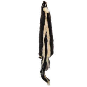 Skunk Skin Pelt Hide 54-TP-G2104 ET - Etsy
