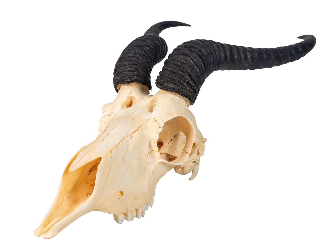 Real Springbok Skull With Teeth & Horns: Gallery (15-257-G4565) Y2P - Etsy