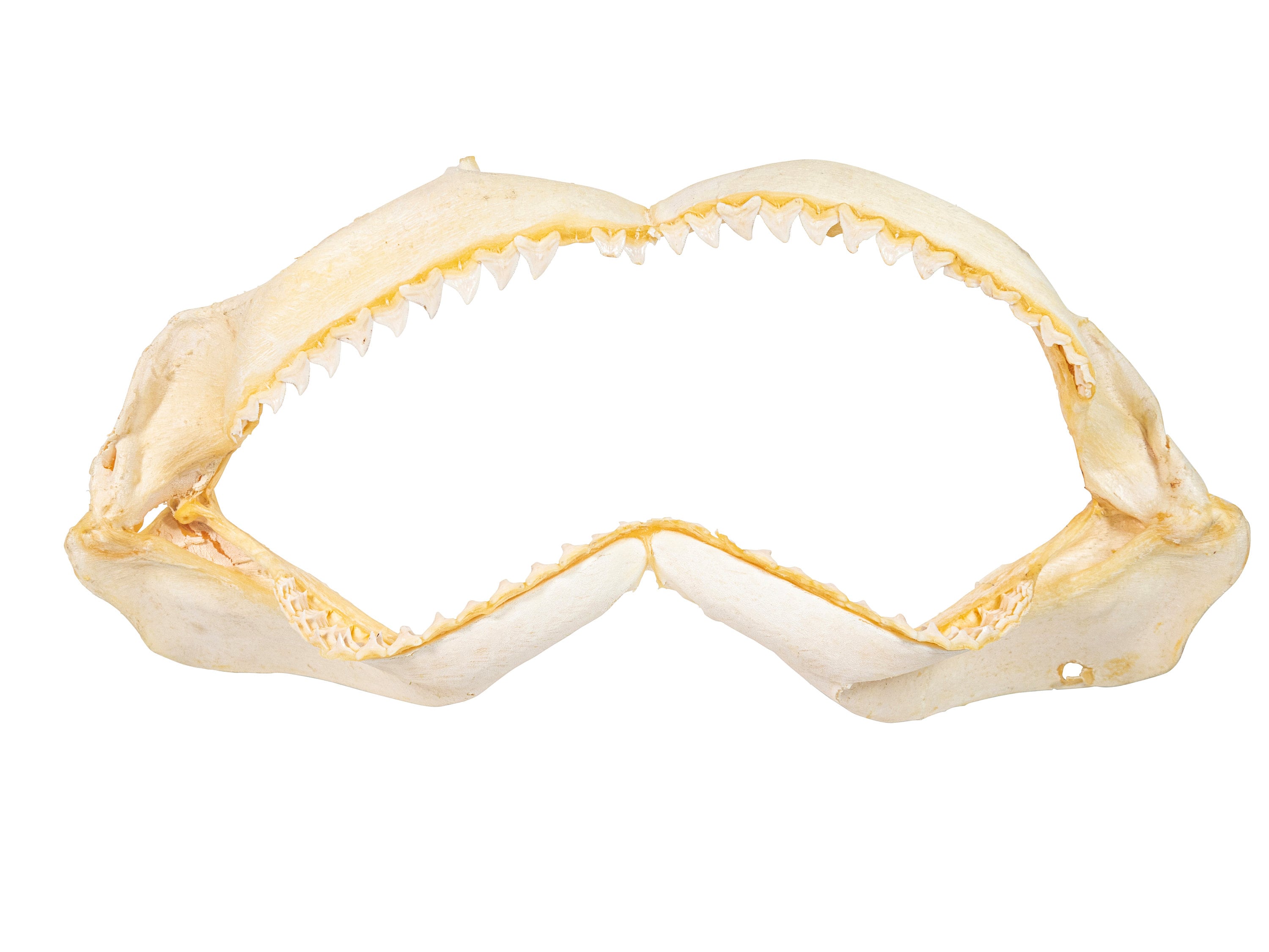 Bull Shark Jaw