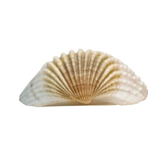 White Ark Shells: 1.25"-1.75" 1-KG Bag (2.2 Lbs) (2HS-3406-KG) Y3K - Etsy