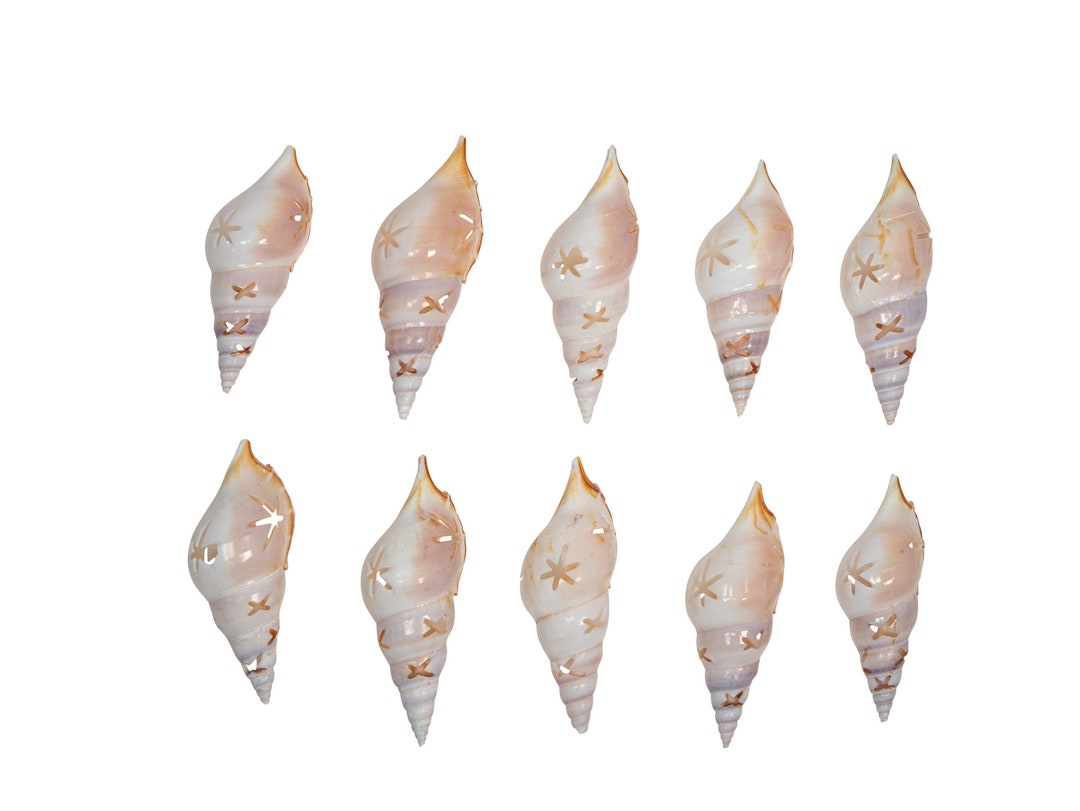 Ten Pack of Tibia Shells: Star Cut 3.5" to 4" (2HS-4416-10) Y1J - Etsy