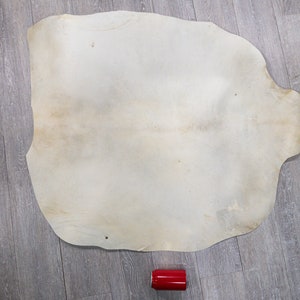 Extra-large Bleached Goat Rawhide Skin (55-50XB-AS) Y1H - Etsy