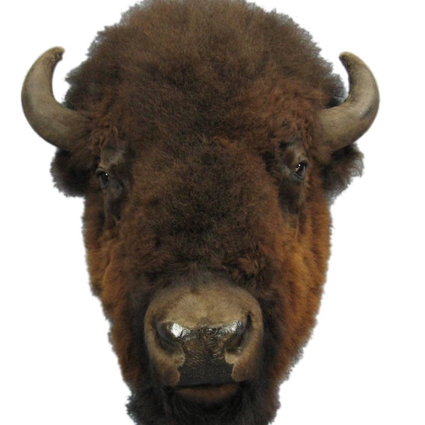 Buffalo Head Mount - Etsy