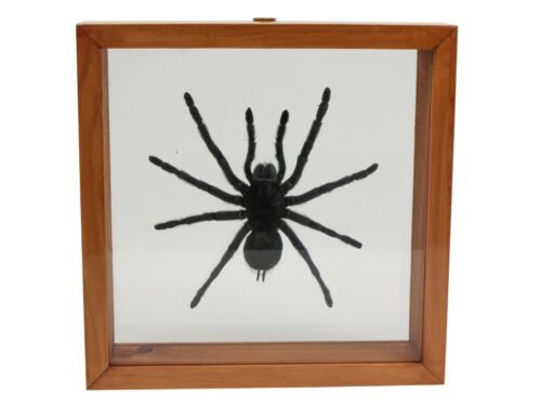 Framed Tarantula Spider (1237-10) Y2L - Etsy