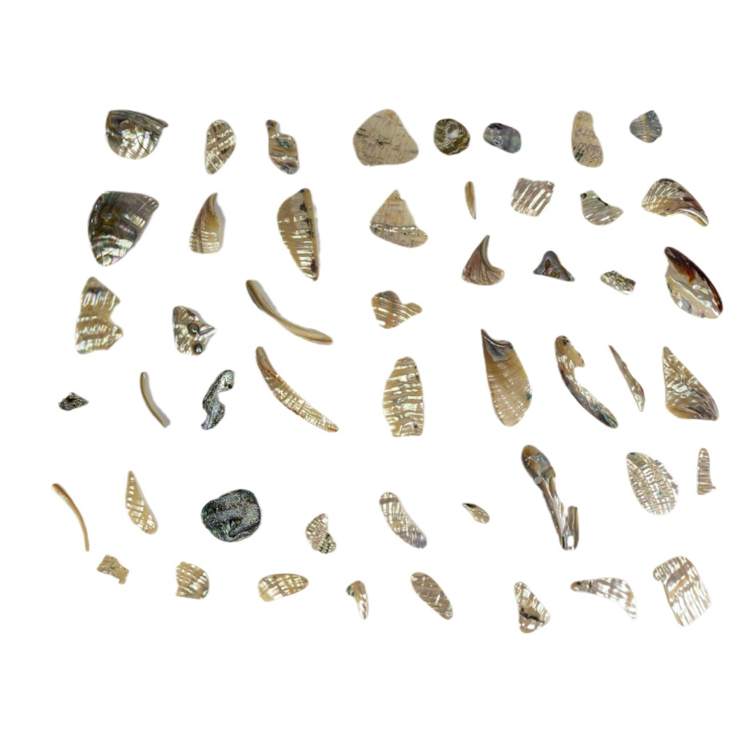 Real Tumbled African Abalone Shell Pieces: 1.4 Oz (220-TPS-G44) - Etsy