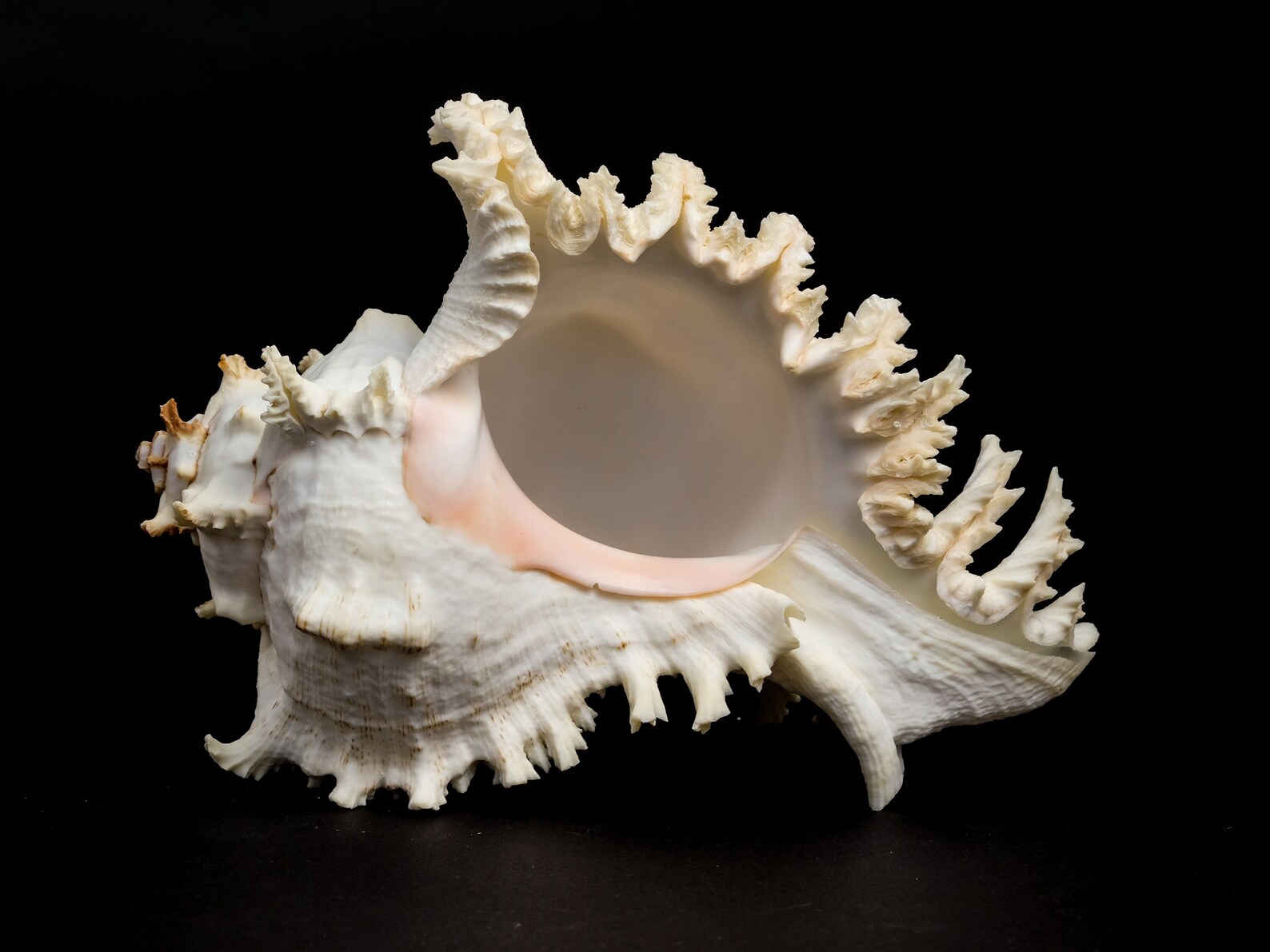 Small Murex Ramosa Shell 868-S R6 - Etsy