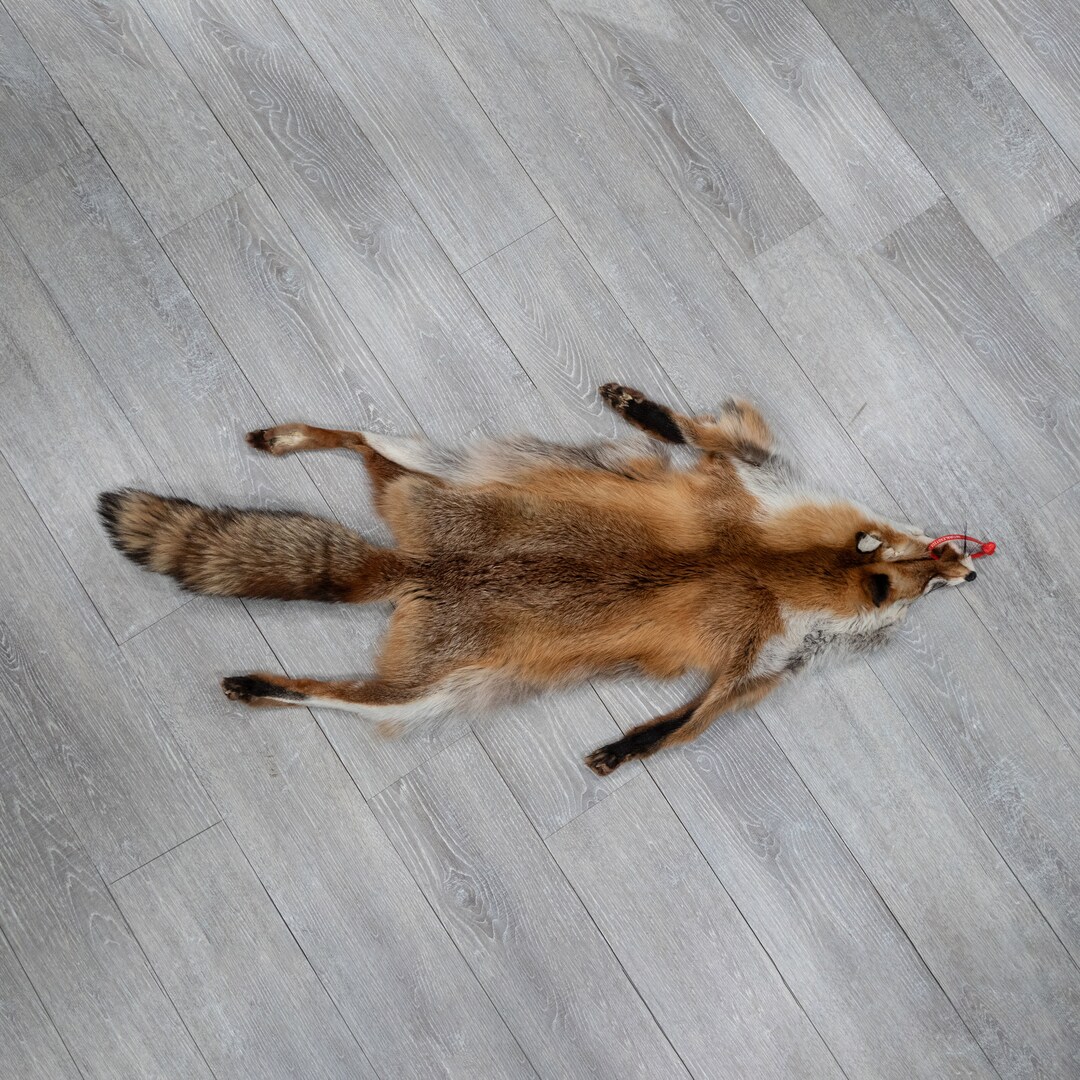 Real Red Fox Skin With Feet (180-03-WF-G2516) Y1K - Etsy