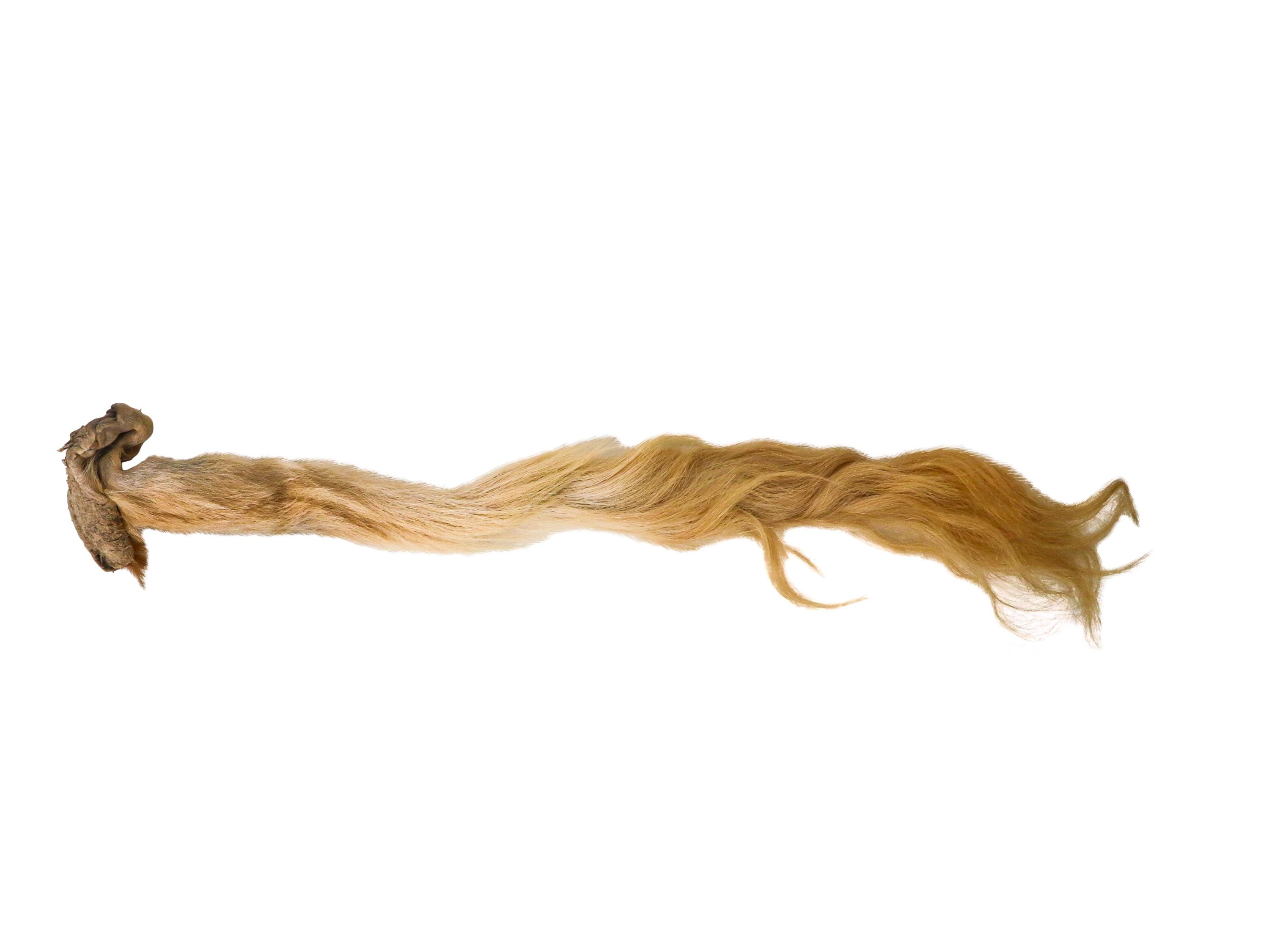 Long USA Bovine Cow Tail - Professionally Tanned, Soft and Flexible for ...