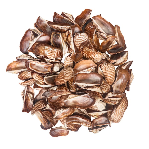 Turkey Wing Shells - Etsy