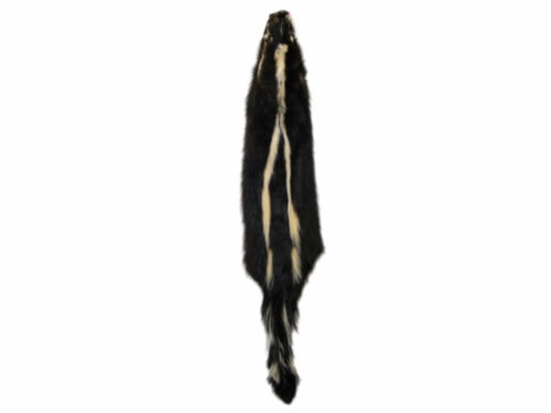 Skunk Skin Pelt Hide (54-TP-G2107) - Etsy