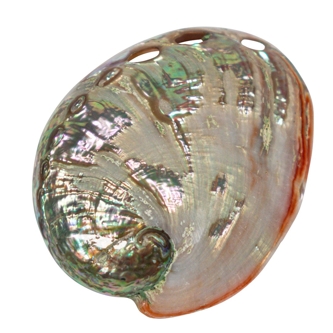 One (1) Random Assorted Polished Mexican Red Abalone Shell: 2"-3" (221-23RP) 9UB9 - Etsy