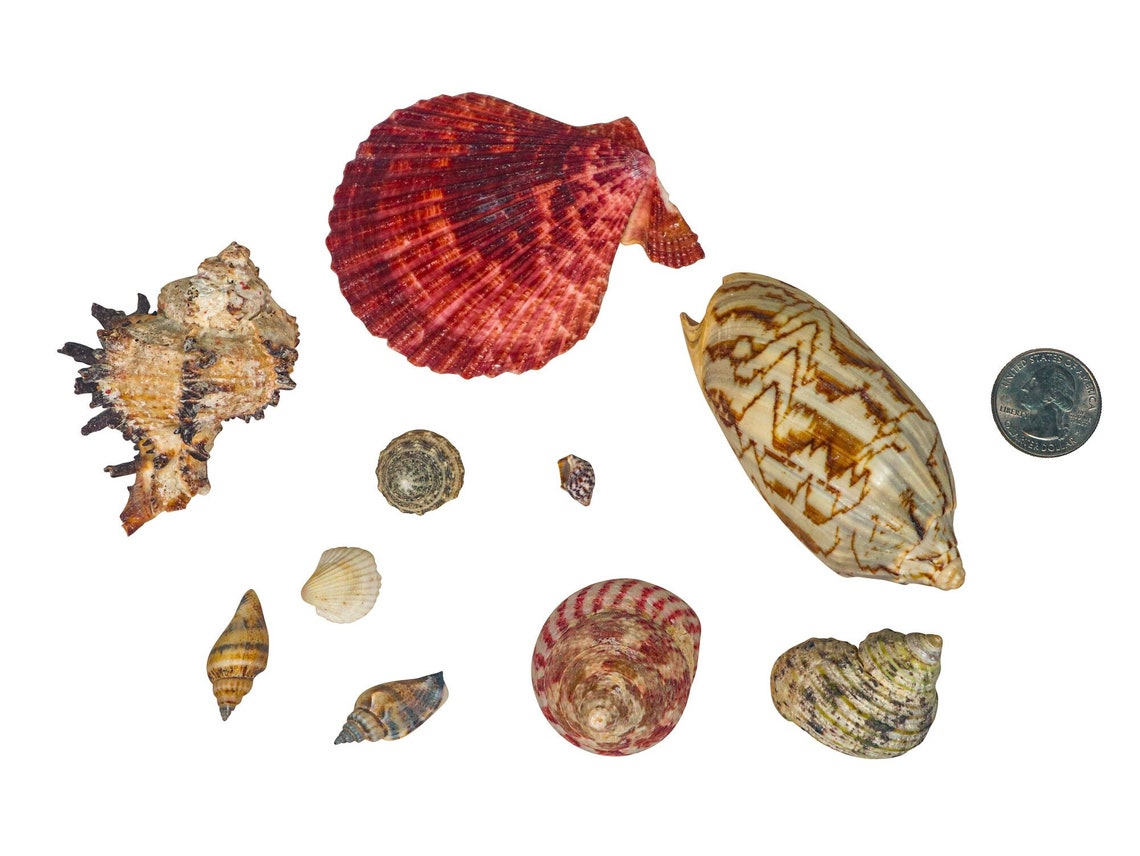 Philippine Mix Shells 1.252.50: 1-gallon - Etsy