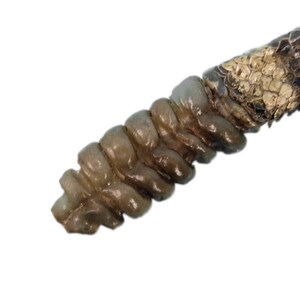 Real Rattlesnake Rattle and Tail (598-P505) Y2L - Etsy