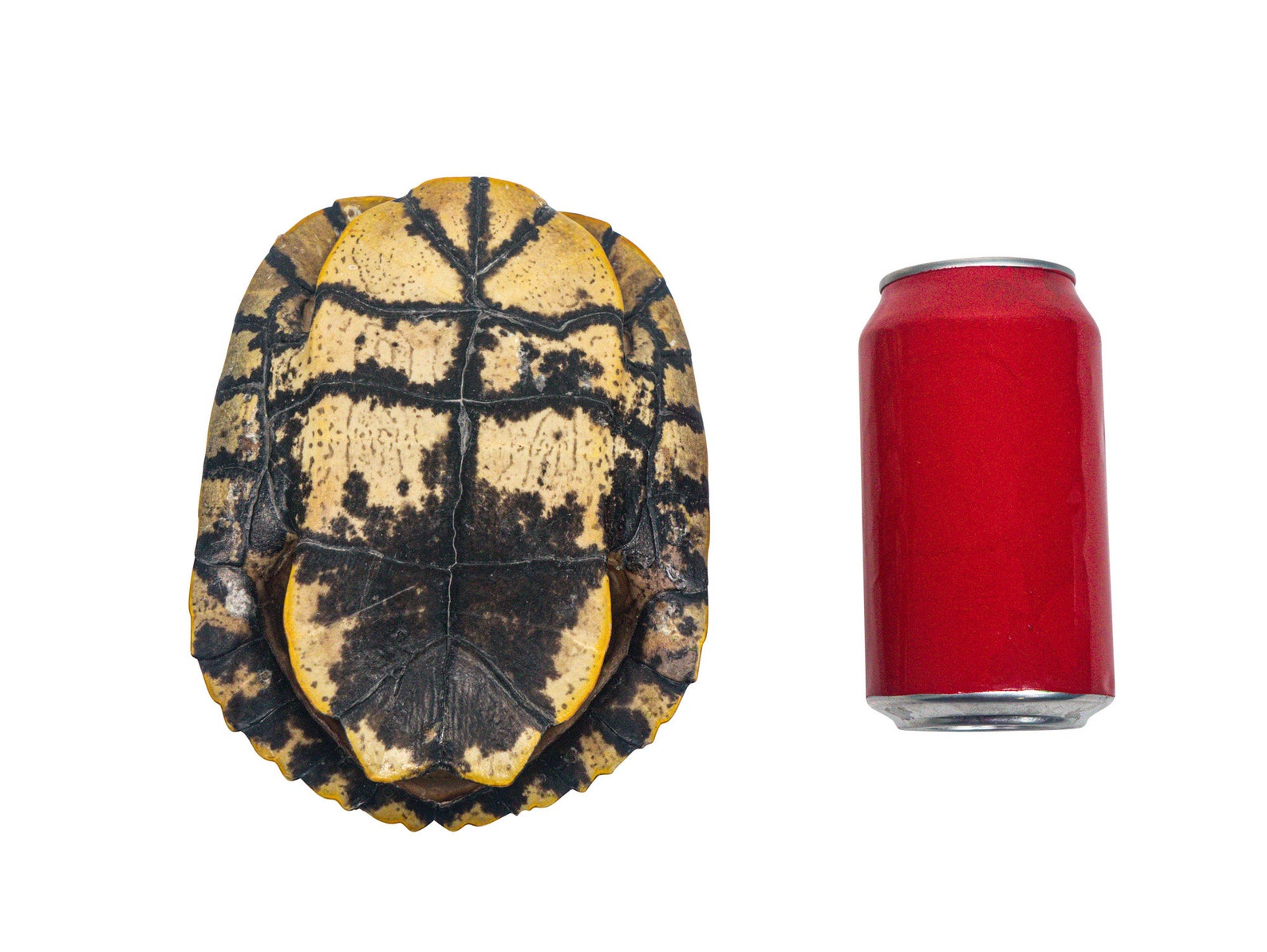 6 to 7 Red Ear Turtle Shell Block Pattern - Etsy