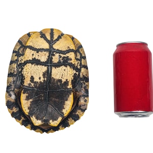 6" to 7" Red Ear Turtle Shell Block Pattern (227GS-0607B) Y3K - Etsy