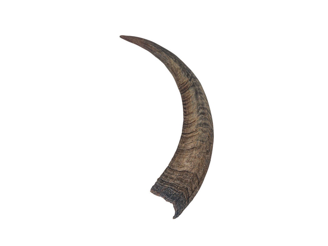 Real Brown Goat Horn: Extra Extra Large (318-1BRXXL-AS) - Etsy