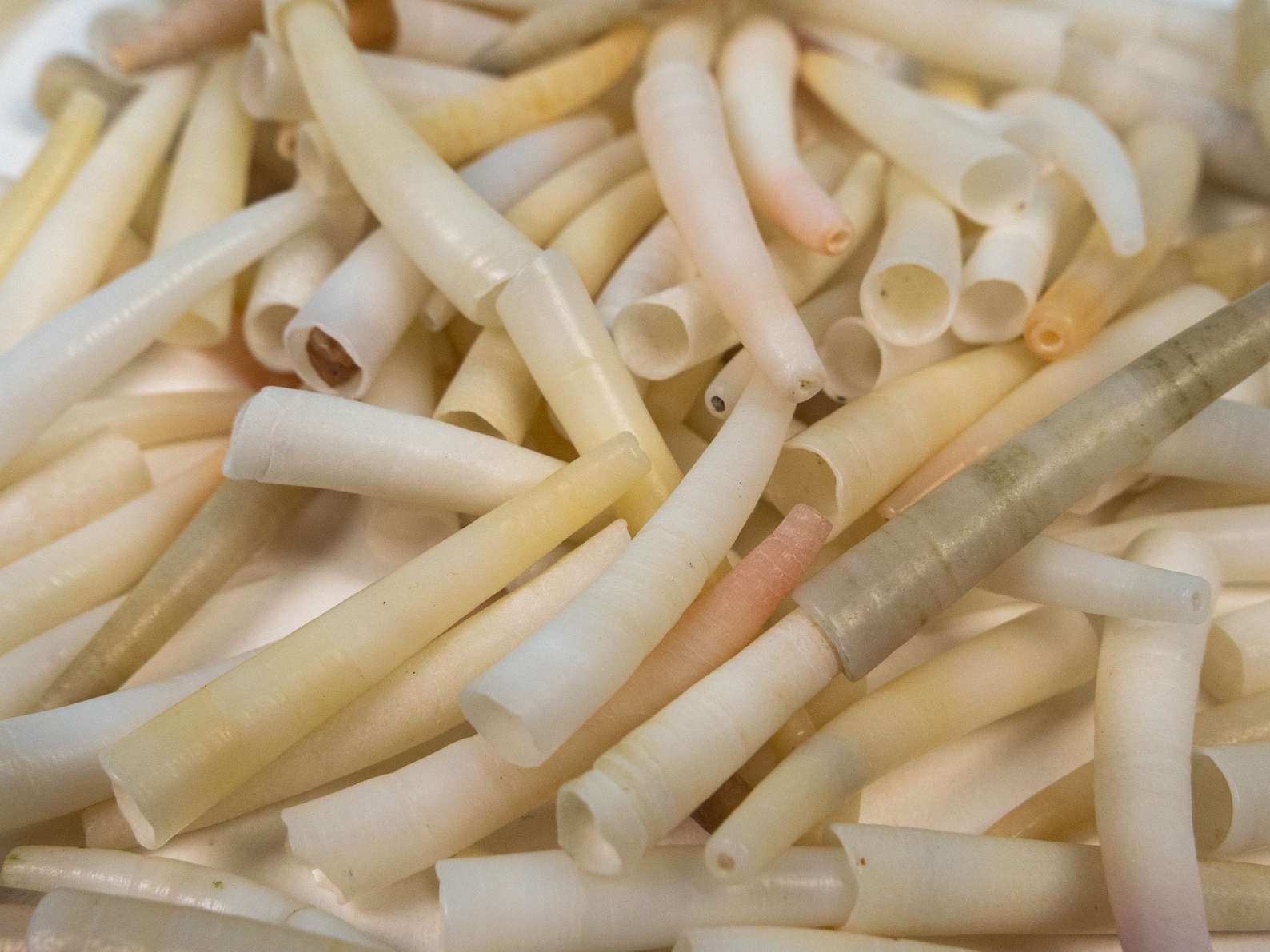 Ten 10 Large Dentalium Vulgare Shells 1369-L-10 9UV1 | Etsy