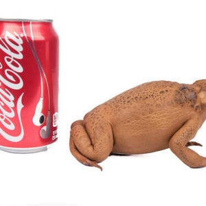 Large Lucky Cane Toad With Coin (1019-31L-NA) Y2I - Etsy