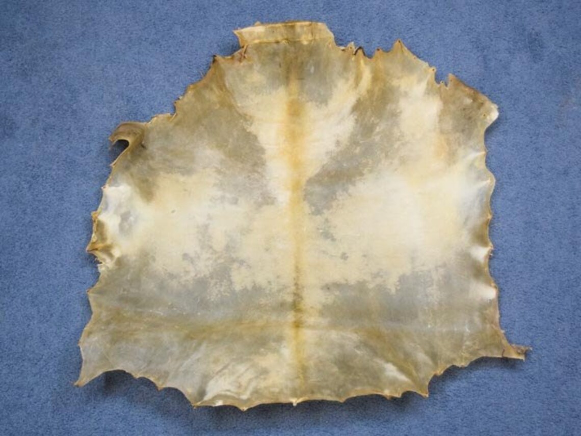 Extra Large Regular Goat Rawhide Skin 55-50XL-AS 8UK14 | Etsy