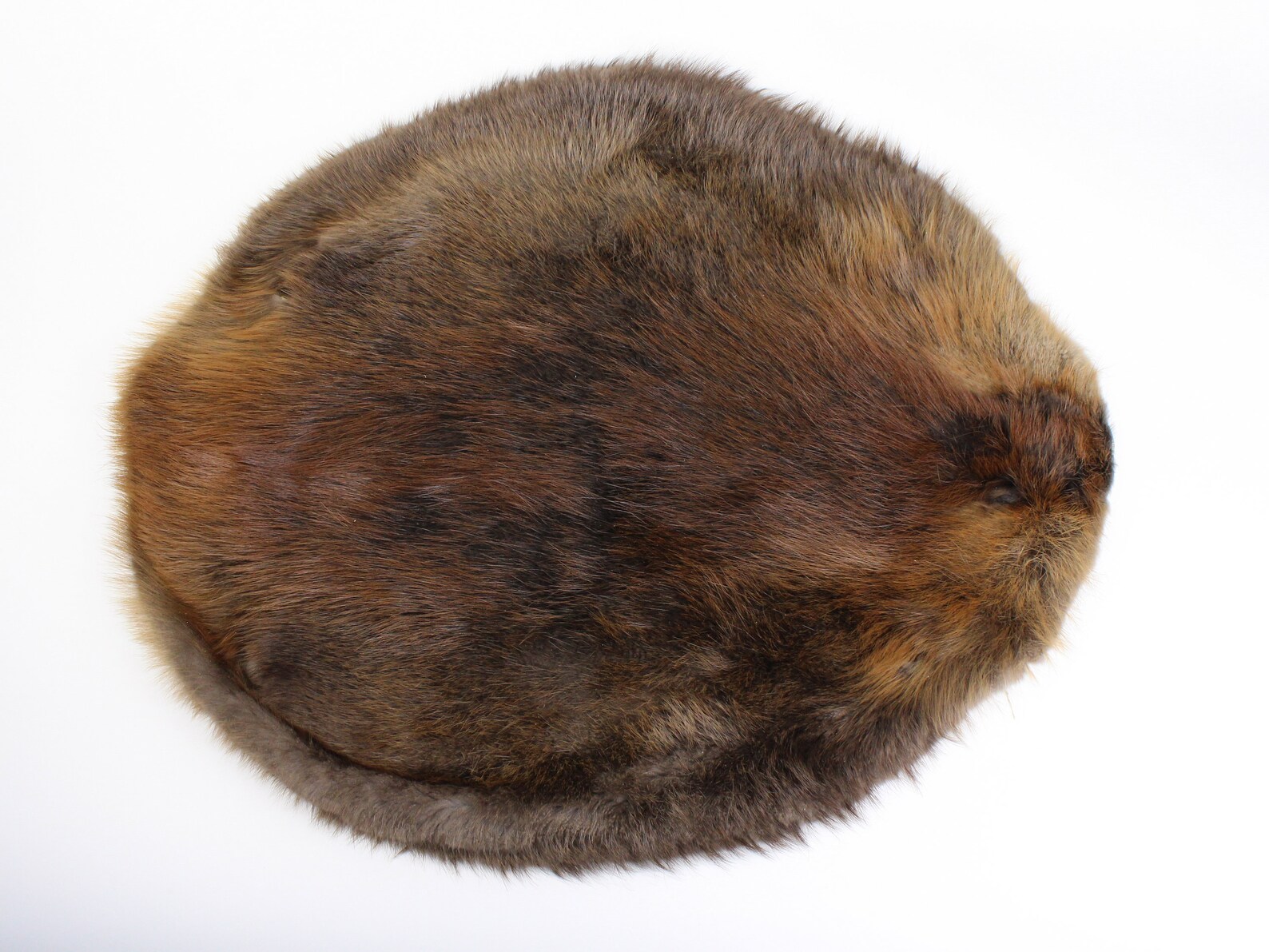 Medium Beaver Skin 1/2 grade: Gallery 50-1-M-G3249 L18 | Etsy