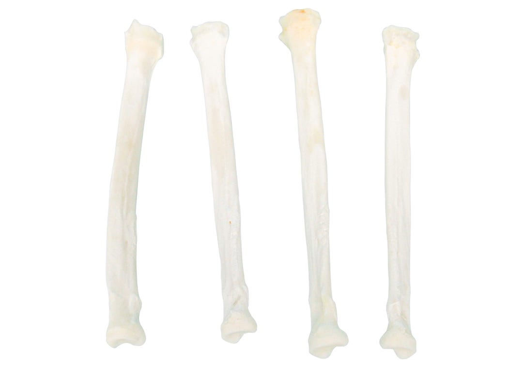 Four Coyote Radius Leg Bones (1116-23) Y2D - Etsy