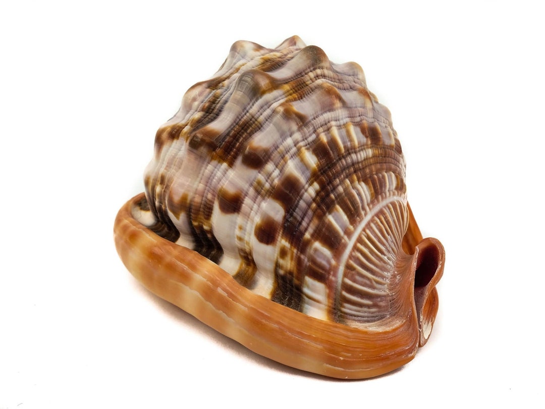 Medium Cameo Shell 5-6 1087-M L30 - Etsy