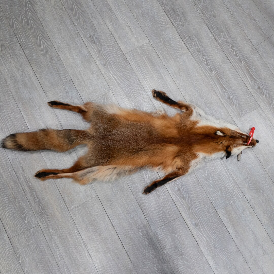 Real Red Fox Skin With Feet (180-03-WF-G2519) Y1K - Etsy