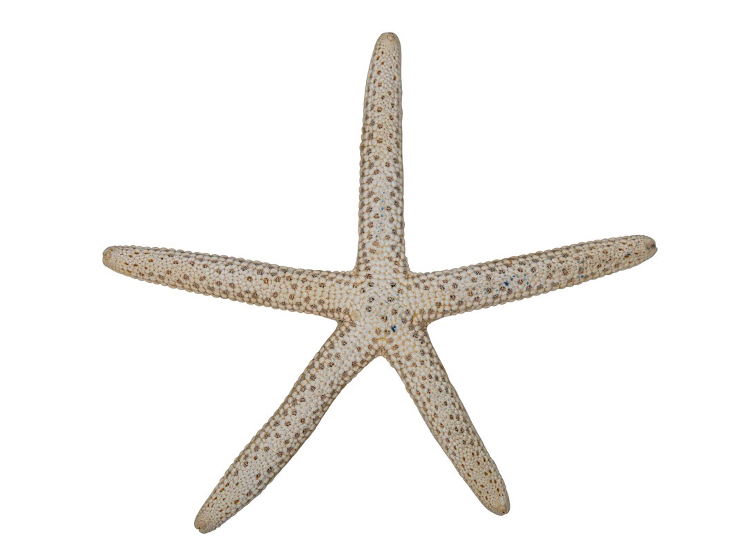 Bleached White Finger Starfish 3-4" (2HS-9086S) Y1K/Y2K - Etsy