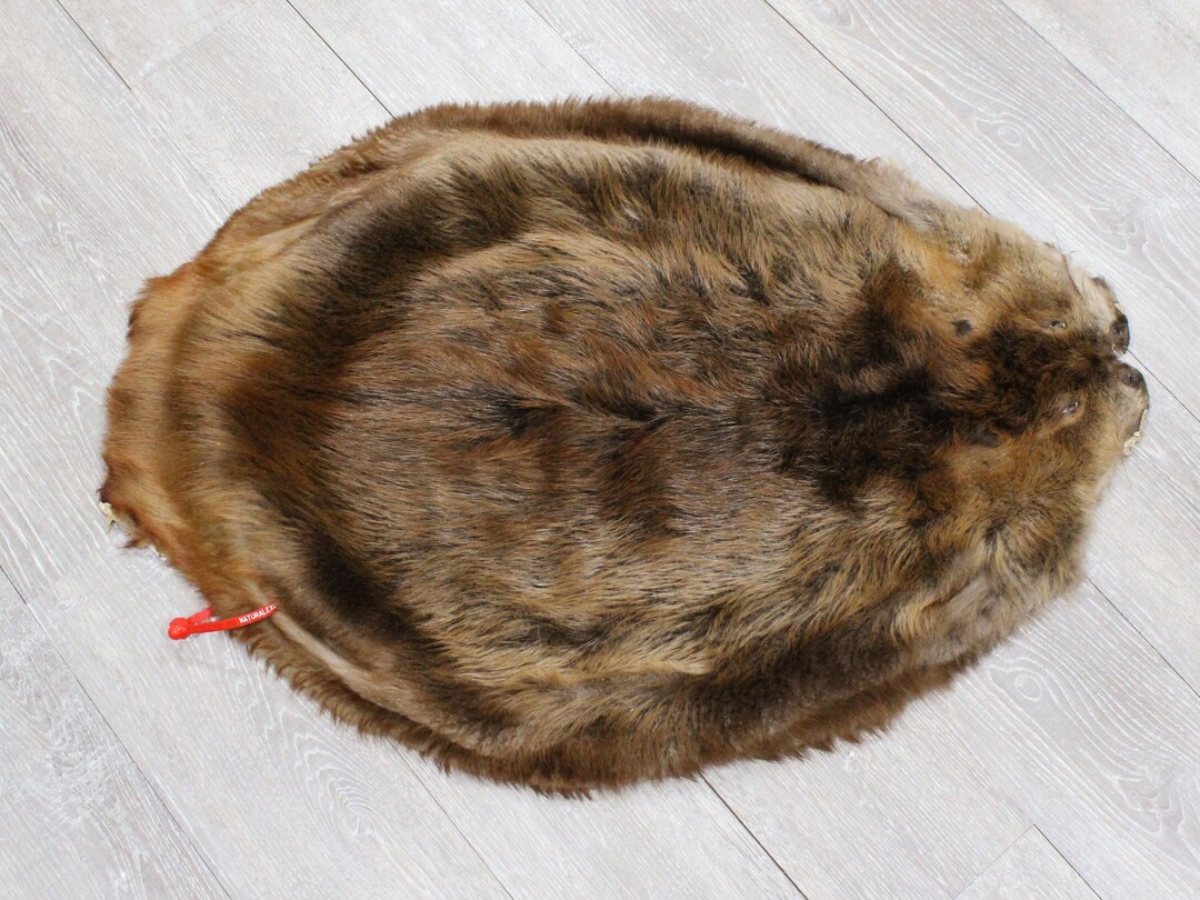 Extra Large Beaver Skin 1/2 Grade: Gallery 50-1-XL-G3207 - Etsy