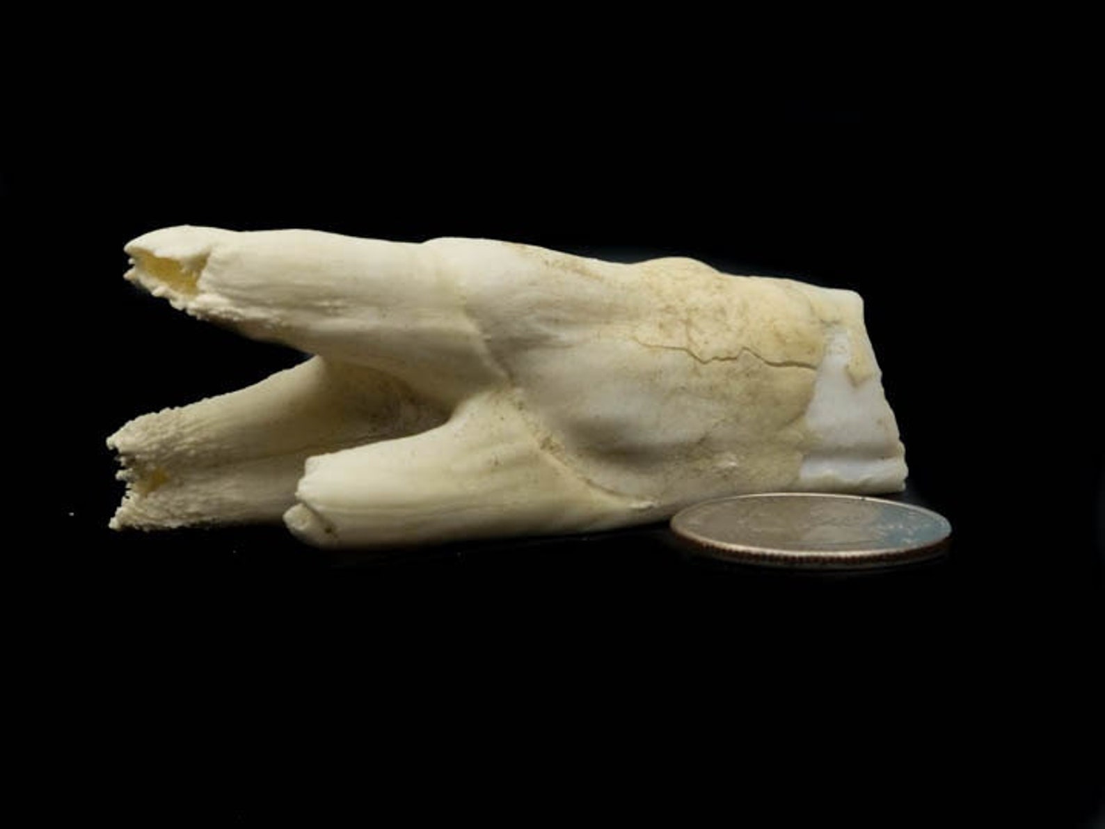 Six 6 North American Buffalo bison Molars 174-250 V - Etsy