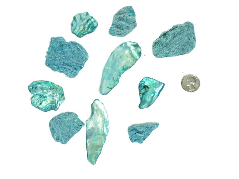 Turquoise Dyed African Abalone Pieces: 50mm Size. 1-kg Bag | Etsy