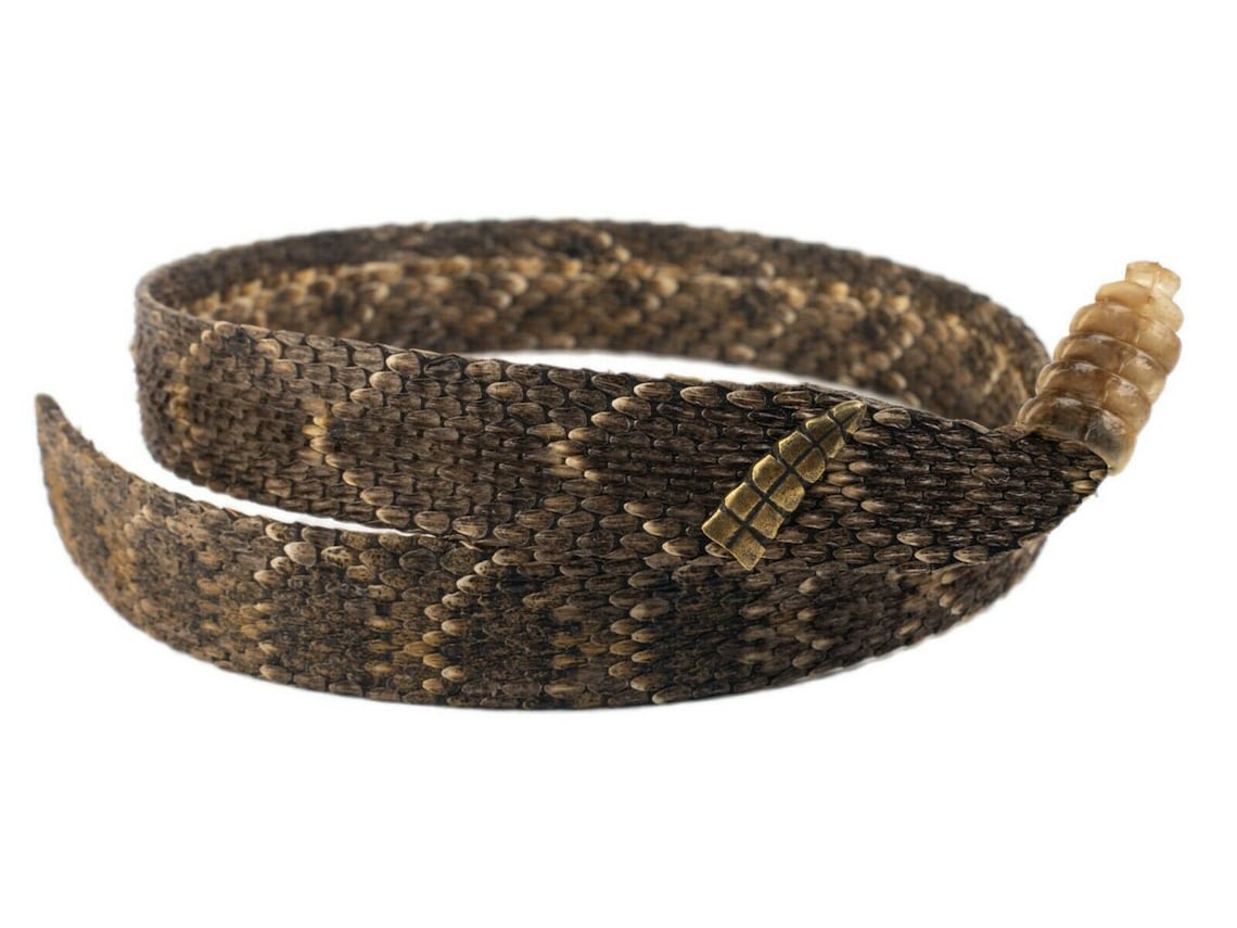 1 Real Rattlesnake Hat Band With Rattle 598-HB199 C4H | Etsy