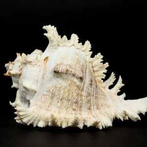 Small Murex Ramosa Shell 868-S R6 - Etsy