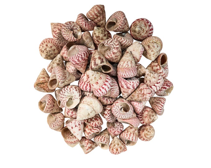 Strawberry Top Seashells clanculus Puniceus Craft Shells 1/23/4 5 ...