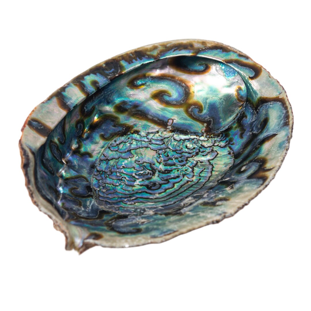 One (1) Jumbo Random Assorted Mexican Green Abalone Shell: 7-8" (221 ...