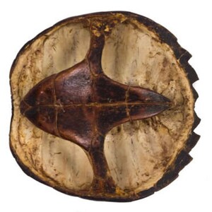 5" to 8" Real Snapping Turtle Shell With Plastron (229-WP-0508) Y3K - Etsy