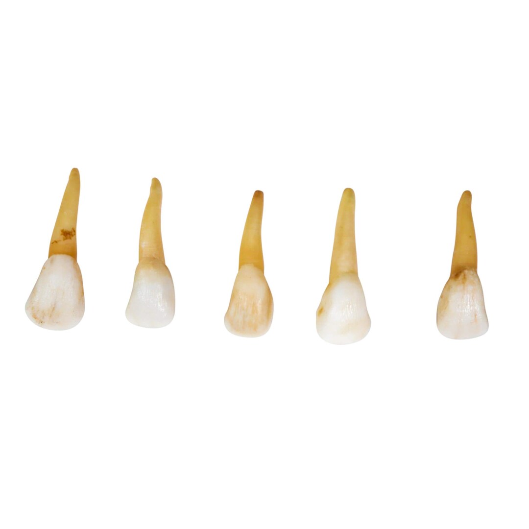 Five (5) Genuine North American Buffalo (bison) Teeth (174-150) - Etsy