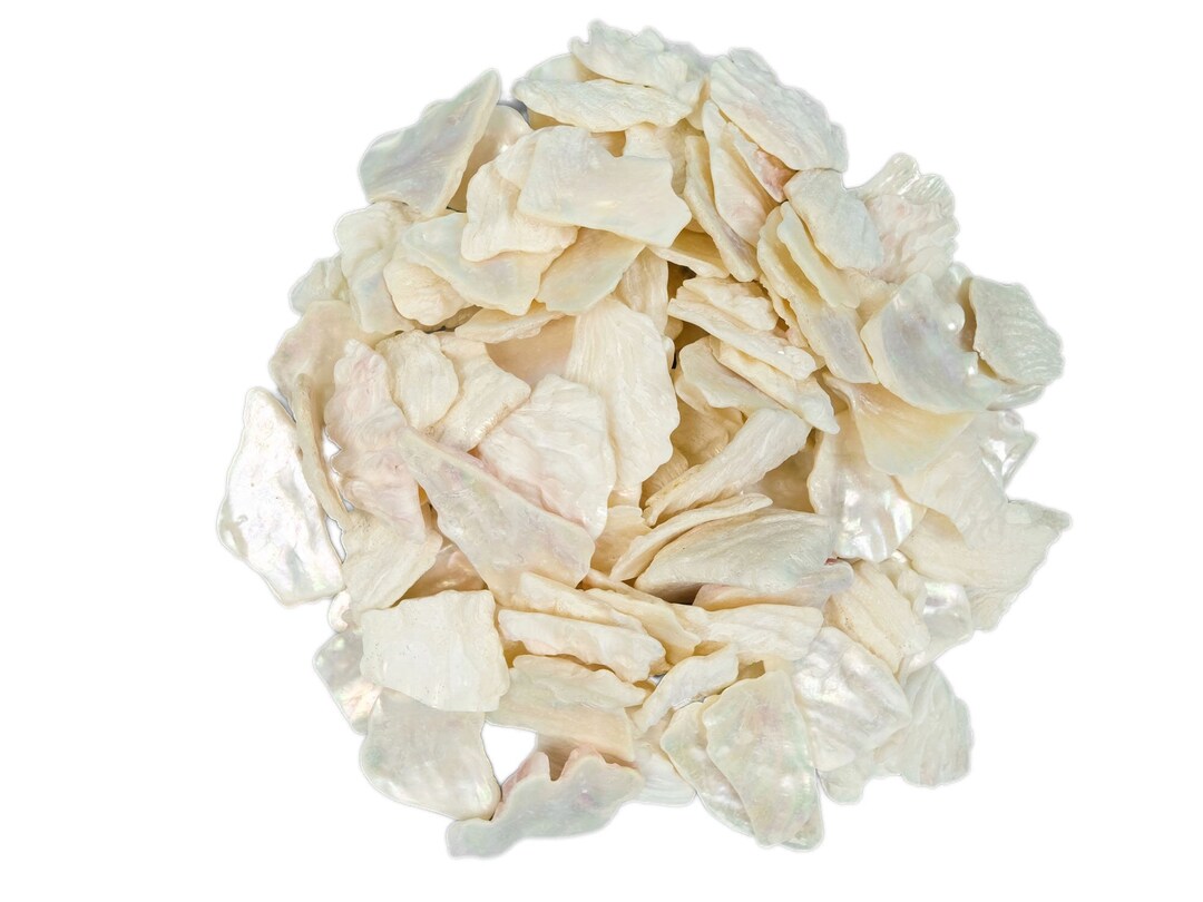 Creamy White African Abalone Pieces: Assorted Sizes. 1-kg (2.2 Pounds ...