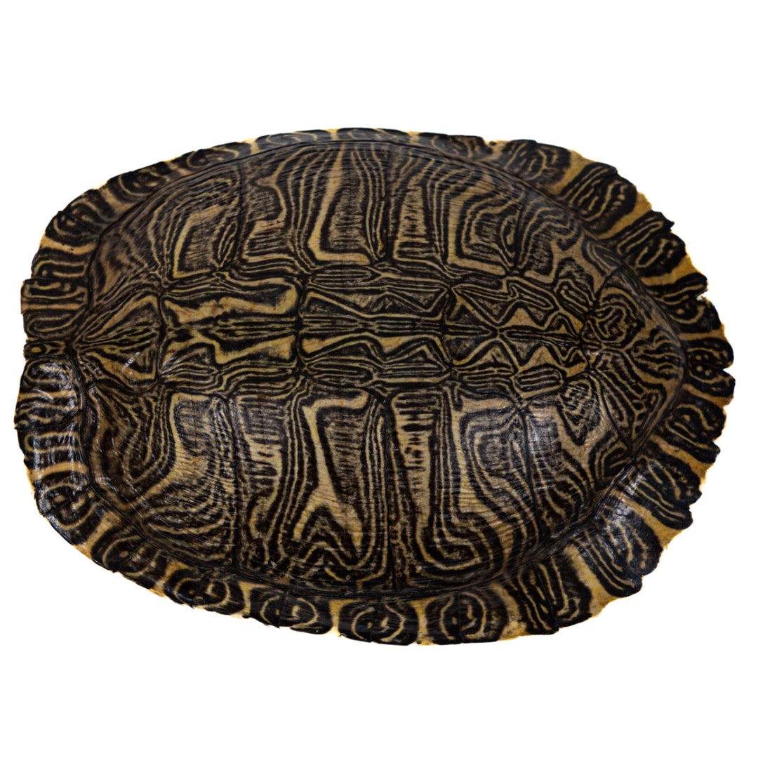 10" to 11" River Cooter Turtle Shell (1077-1011) Y3K - Etsy