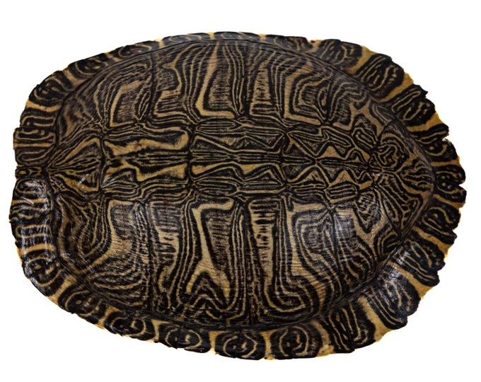 10" to 11" River Cooter Turtle Shell (1077-1011) Y3K - Etsy