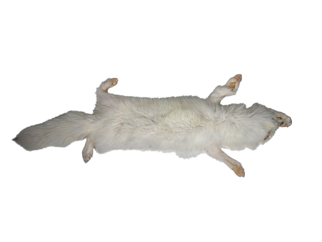 Taxidermy Quality Arctic Fox Pelt (180-02-TAX-G6116) 9UZ - Etsy