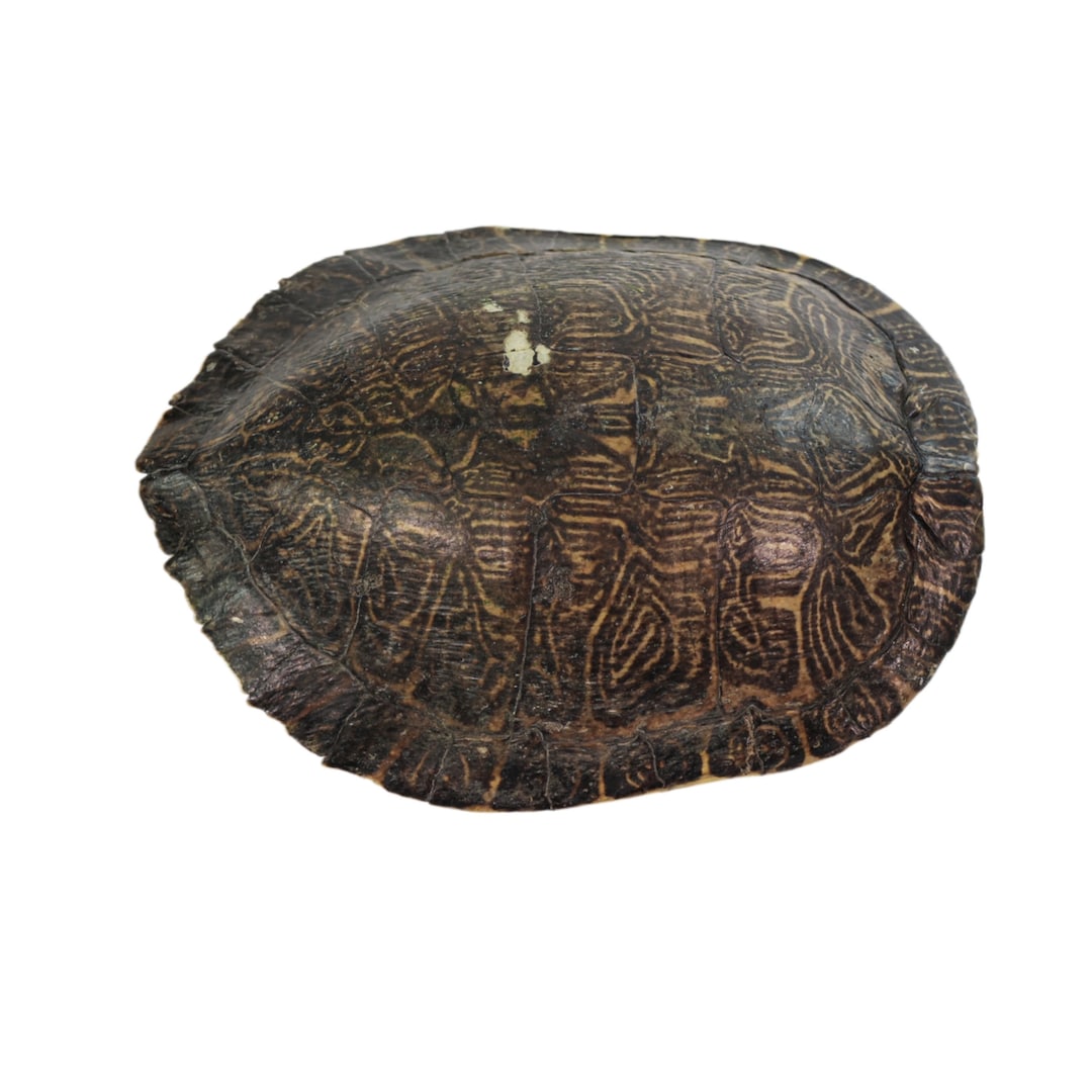 11.5" River Cooter Turtle Shell (1077-1112-G4126) Y3K - Etsy