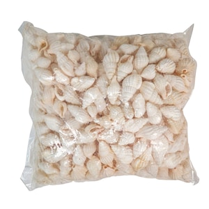 Nassa Reticulata Shells 0.625"-1": 1-KG Bag (2.2 Lbs) (2HS-3246K-KG ...