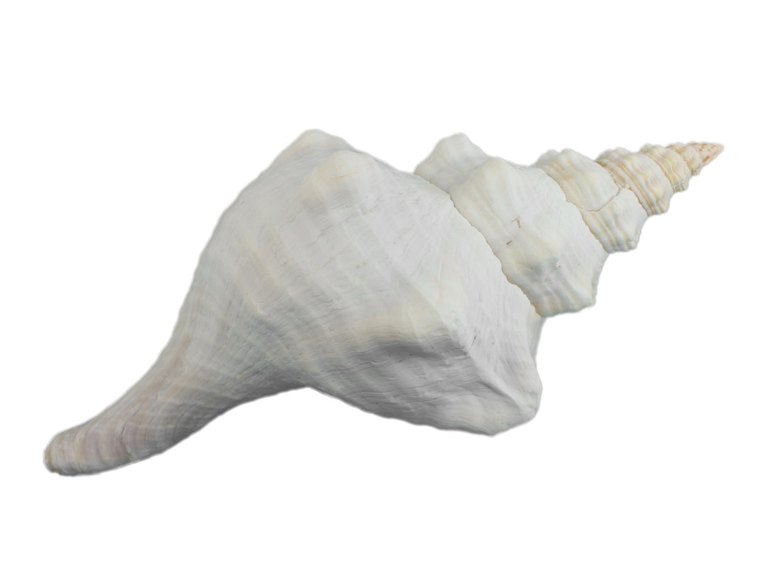 Mexican Horse Conch Shell: 12-13" (1362-1213-AS) - Etsy